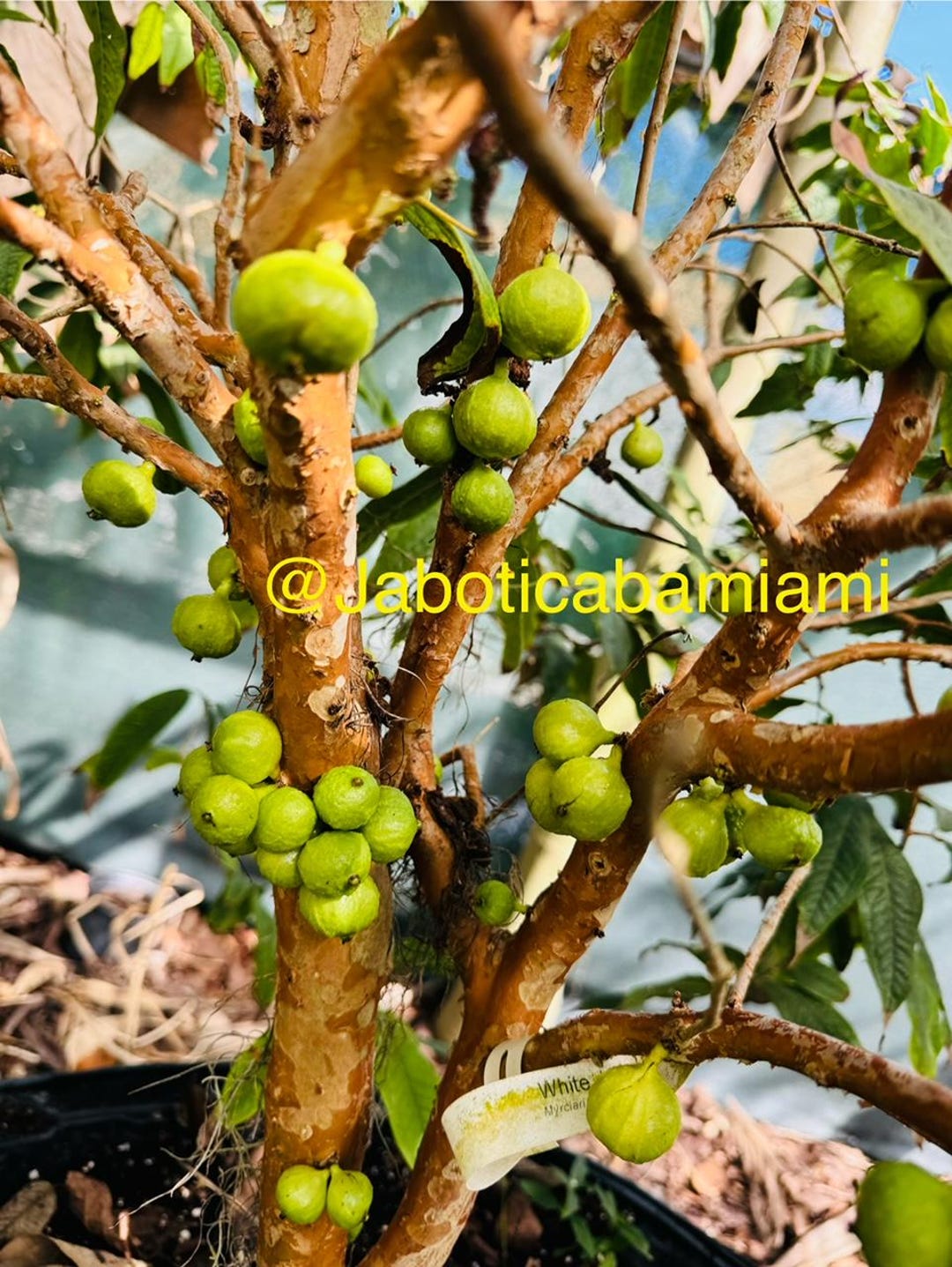 Myrciaria Aureana White Jaboticaba 1 SEED - Etsy