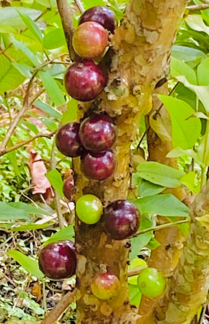 Myrciaria Red Hybrid Jaboticaba 15 Seeds - Etsy