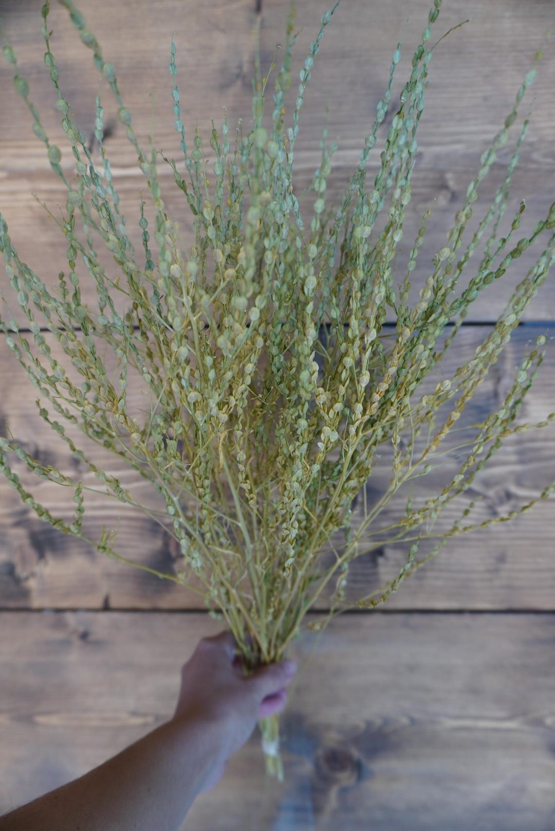Dried Persian Cress Grass Seed Pod Bouquet - Etsy