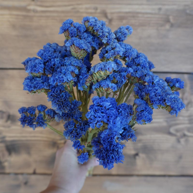 Statice Seeds - Etsy