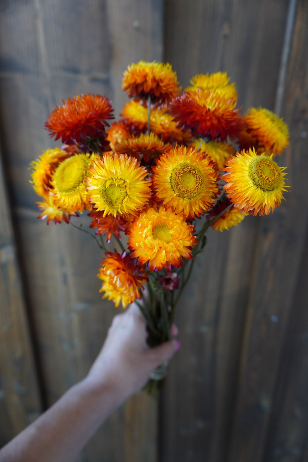 Dried Orange Strawflower Bouquet - Etsy