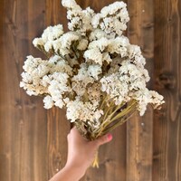 Dried German Statice Flowers: White Limonium Tataricum for Wedding ...