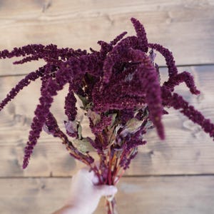 Dried Amaranth Flower Bouquet - Etsy