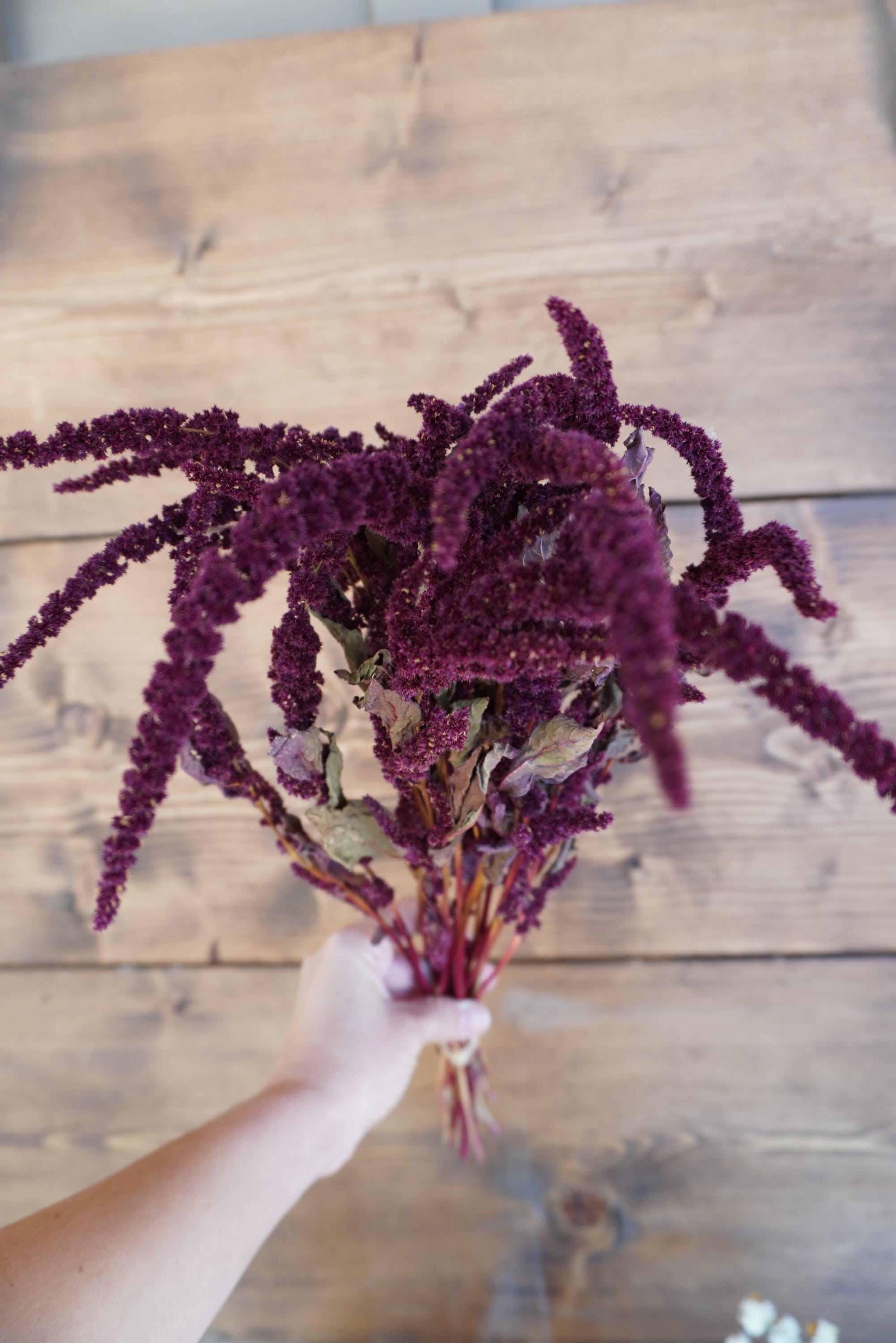 Dried Amaranth Flower Bouquet - Etsy