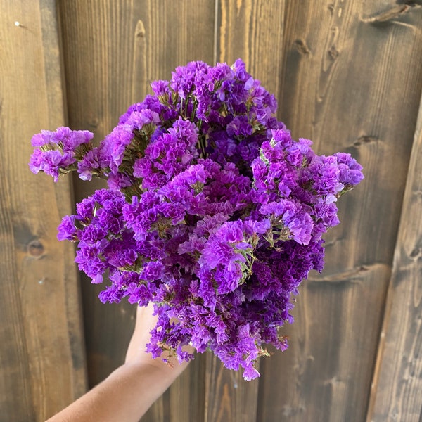Purple Statice - Etsy