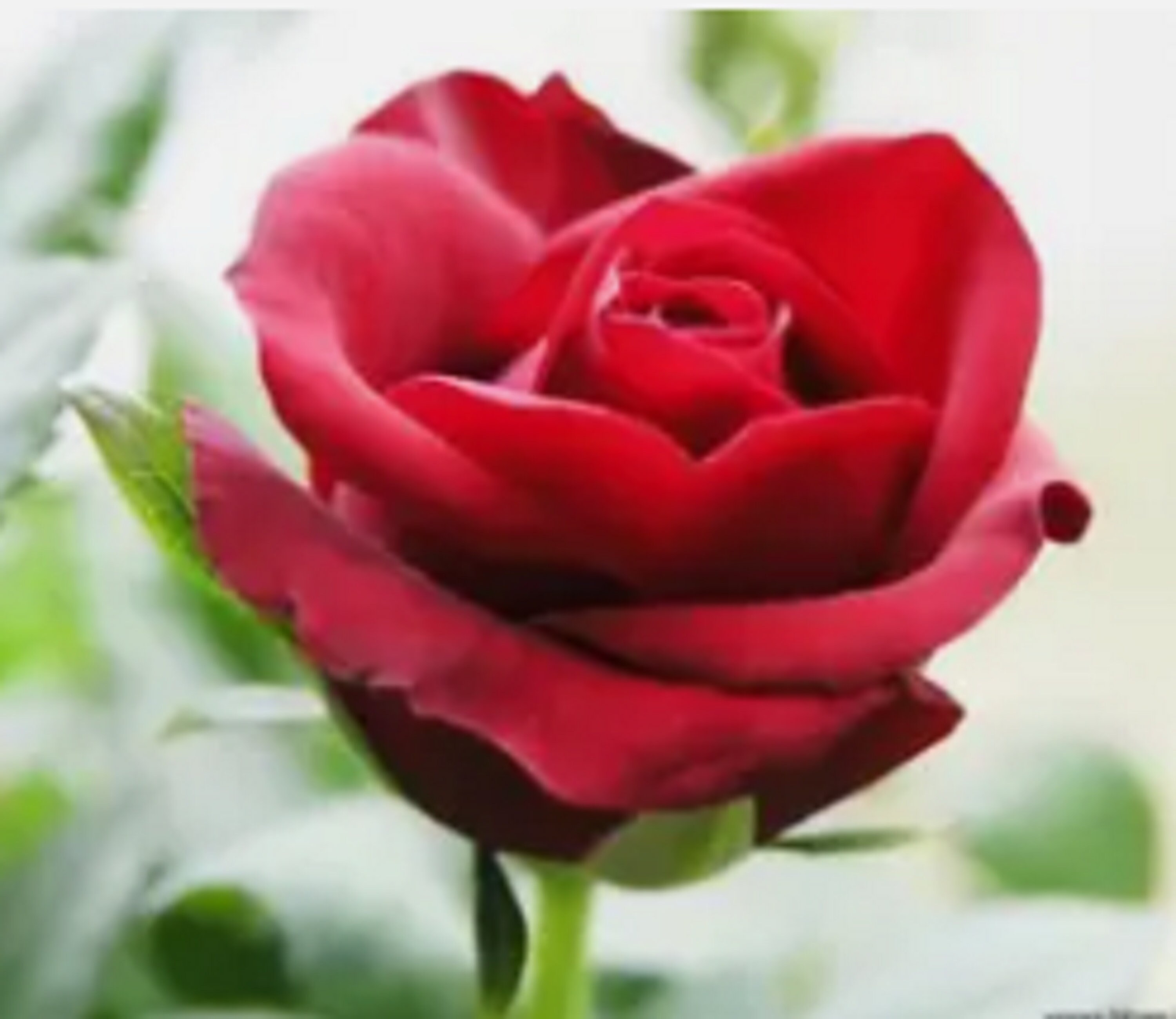 Most Beautiful Red Rose In The World