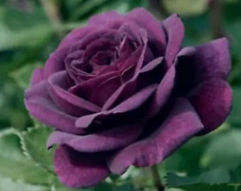 Rare-english Pink and Purple ROSE Flower Tree 510 or 20 SEEDS - Etsy
