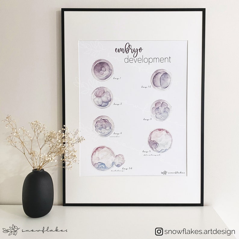 Embryo Development Watercolor Poster 40x50cm / 16x20in | Etsy