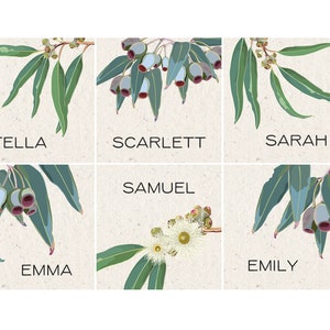 AUSSIE FLORA Classroom Labels + Signs Pack | Australian Eucalyptus ...