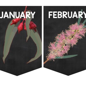 Australian Eucalyptus Classroom Editable Class Birthday Bulletin Board ...