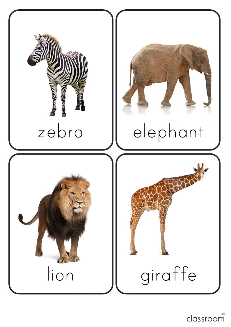 Animal Photo Picture Flashcards - Etsy
