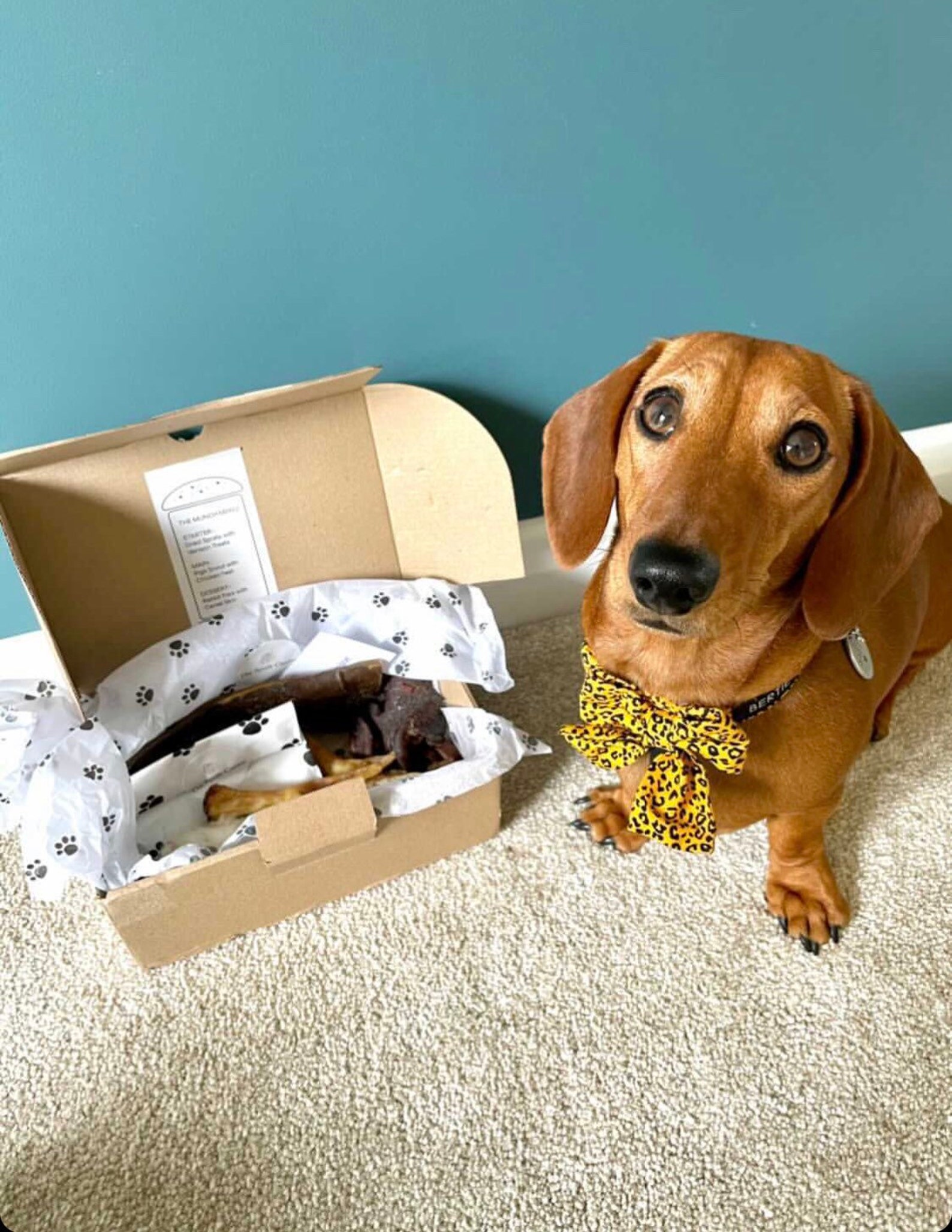 Natural Dog Treat Munch Box Free UK Delivery Rabbit Ears | Etsy