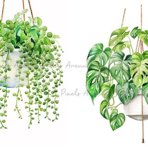 Hanging Plants Clip Art, JPG House Plant Watercolor Clipart, Greenery ...