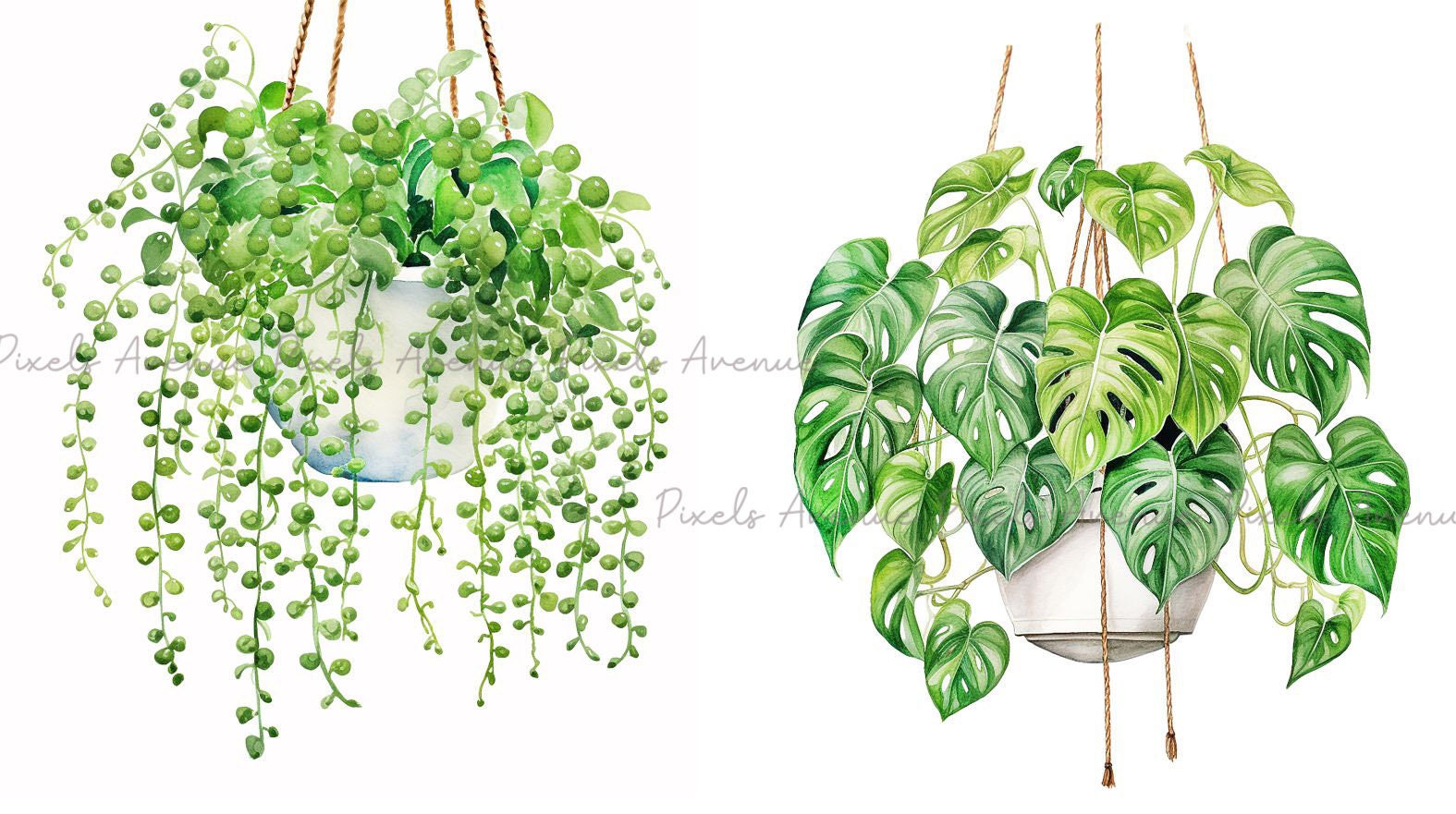 Hanging Plants Clip Art JPG House Plant Watercolor Clipart - Etsy