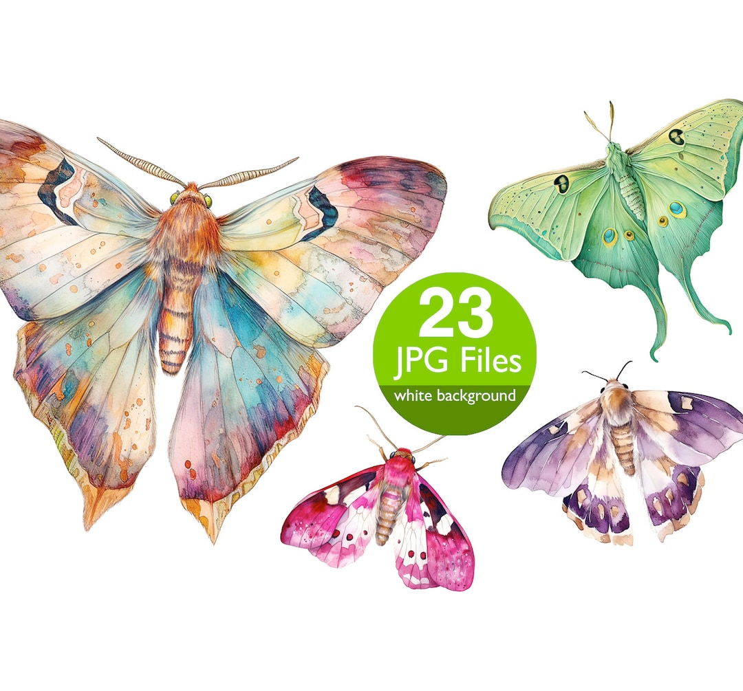 Watercolor Moth Clipart: Butterfly & Flower Illustrations (JPG Files ...