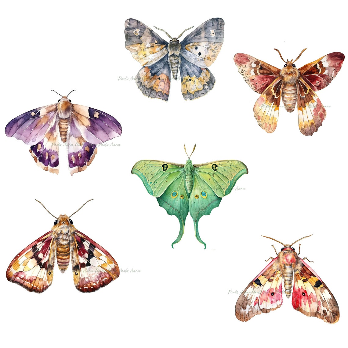 Moth Clip Art JPG Flowers Watercolor Butterflies Butterfly - Etsy