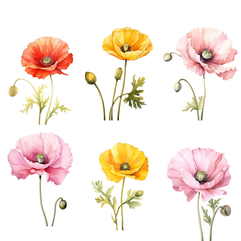 Watercolor Poppy Flower Clip Art JPG Poppy Flowers With Stem - Etsy