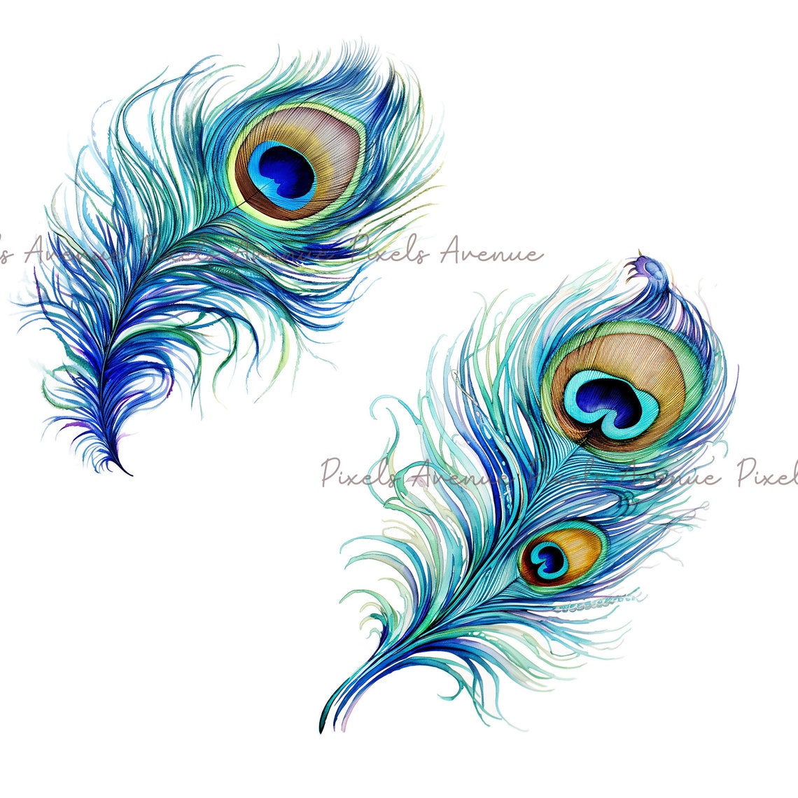 Peacock Feather Clip Art JPG Watercolor Birds Clipart - Etsy
