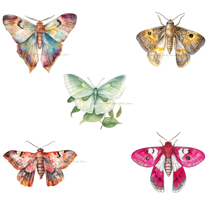 Moth Clip Art JPG Flowers Watercolor Butterflies Butterfly - Etsy