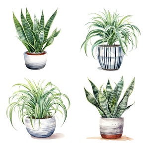 Indoor Plants Clip Art, JPG House Plant Watercolor Clipart, Greenery ...