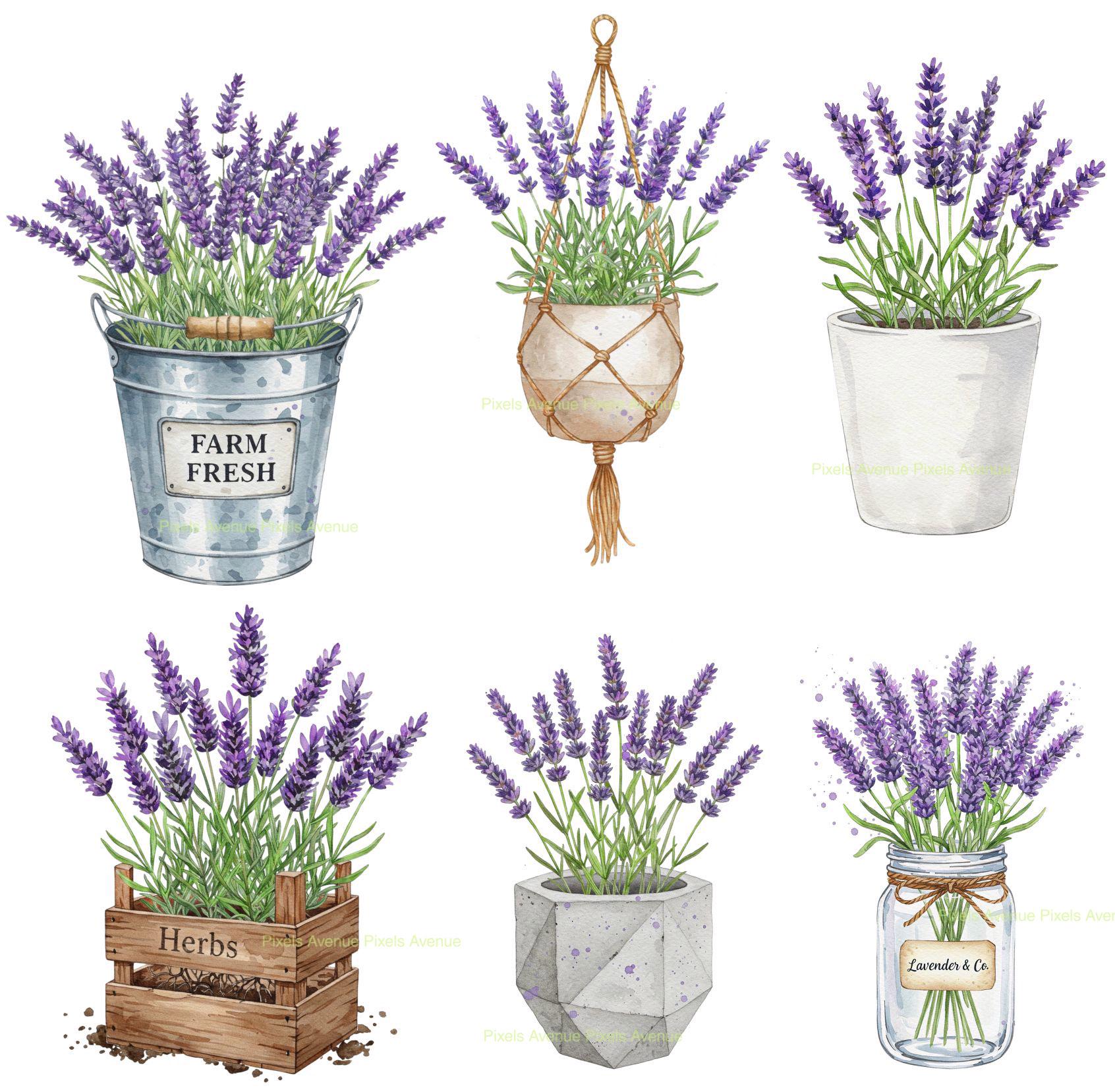 Watercolor Lavender Clipart Set: Rustic Floral PNG (digital Download ...
