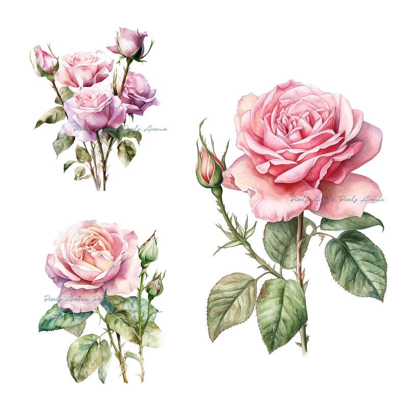 Watercolor Pink Roses Clip Art JPG Floral Bouquet Rose - Etsy