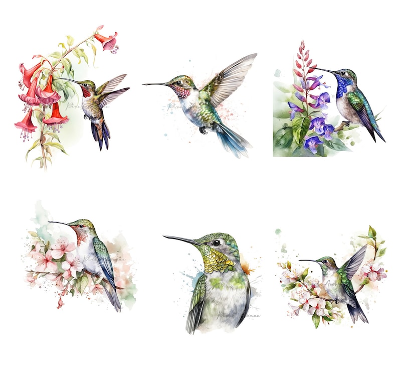 Hummingbird Clip Art JPG Watercolor Floral Hummingbirds - Etsy