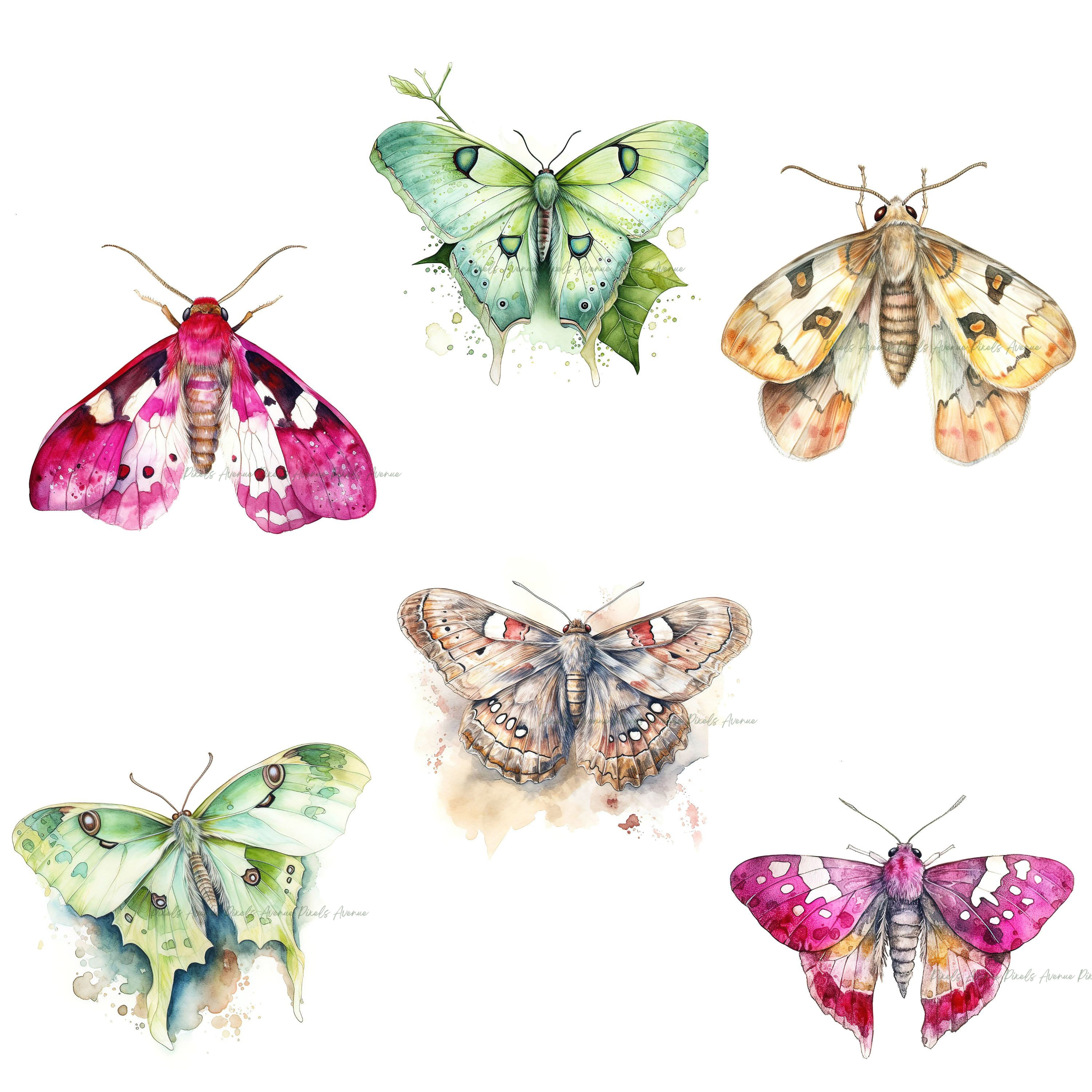Moth Clip Art JPG Flowers Watercolor Butterflies Butterfly - Etsy