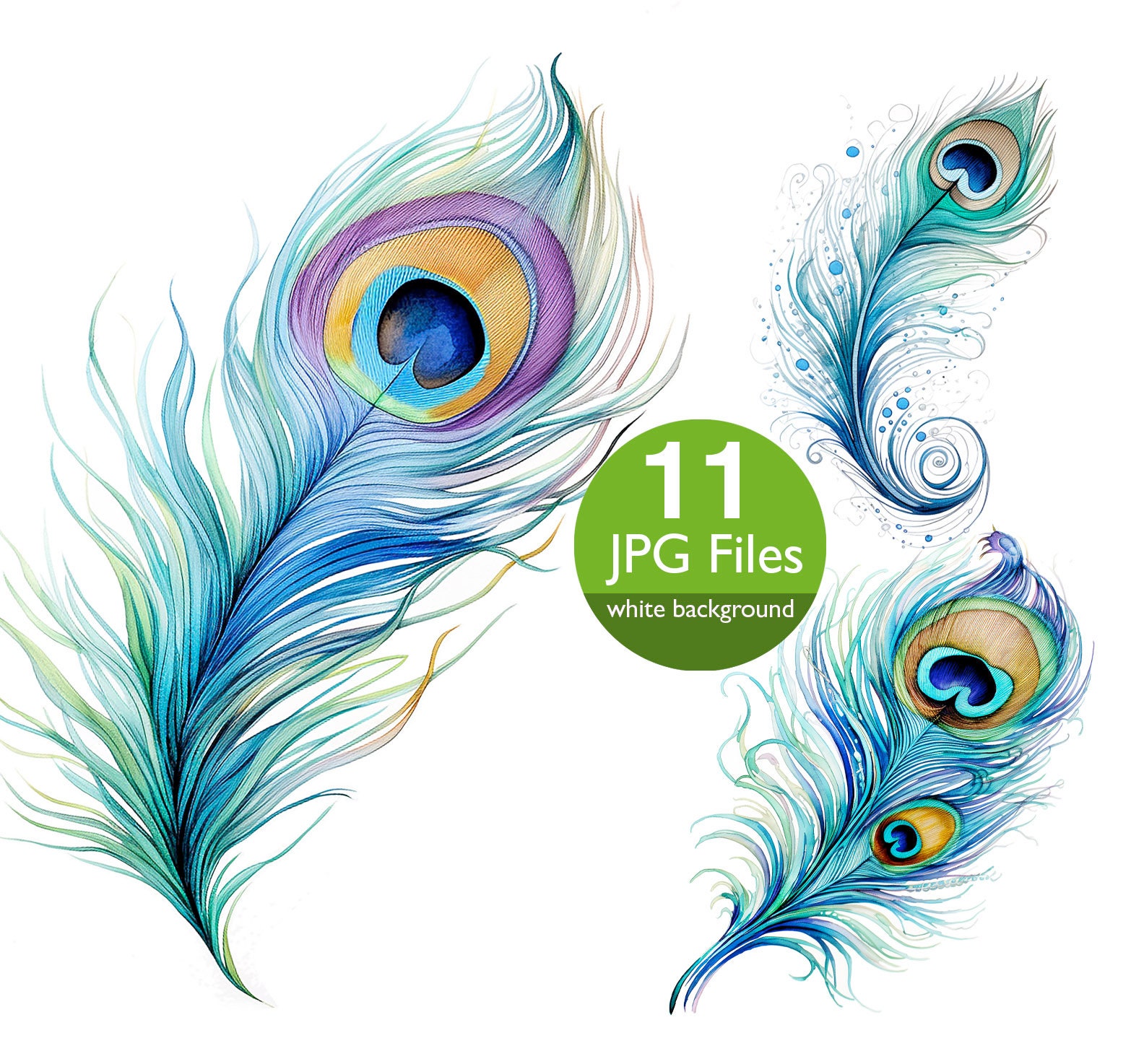 Peacock Feather Clip Art JPG Watercolor Birds Clipart - Etsy