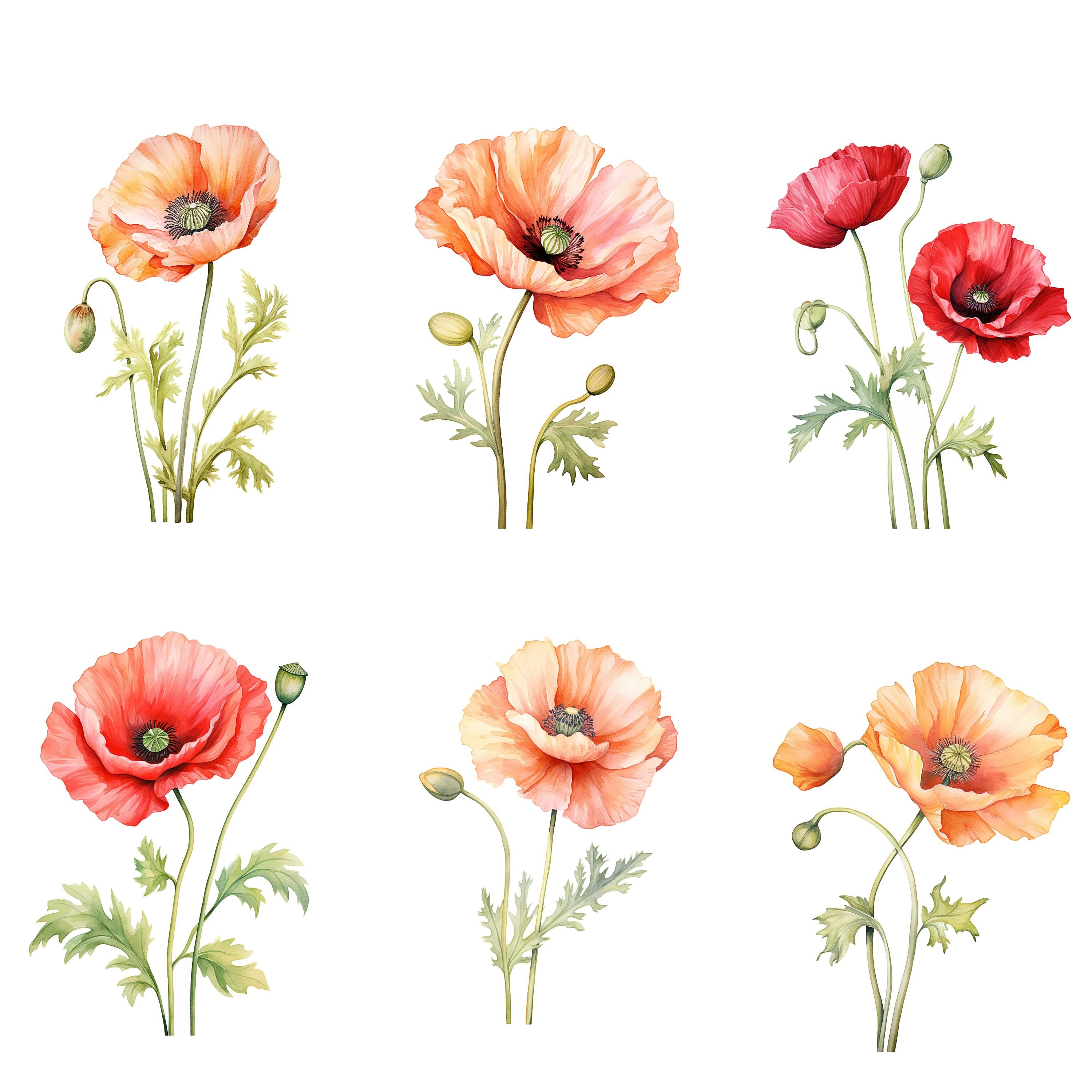 Watercolor Poppy Flower Clip Art, JPG Poppy Flowers With Stem Clipart ...