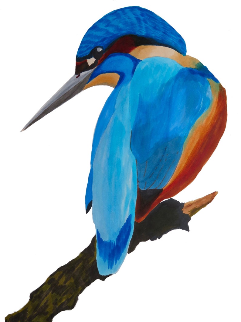 Kingfisher Art Print Comic Markers - Etsy
