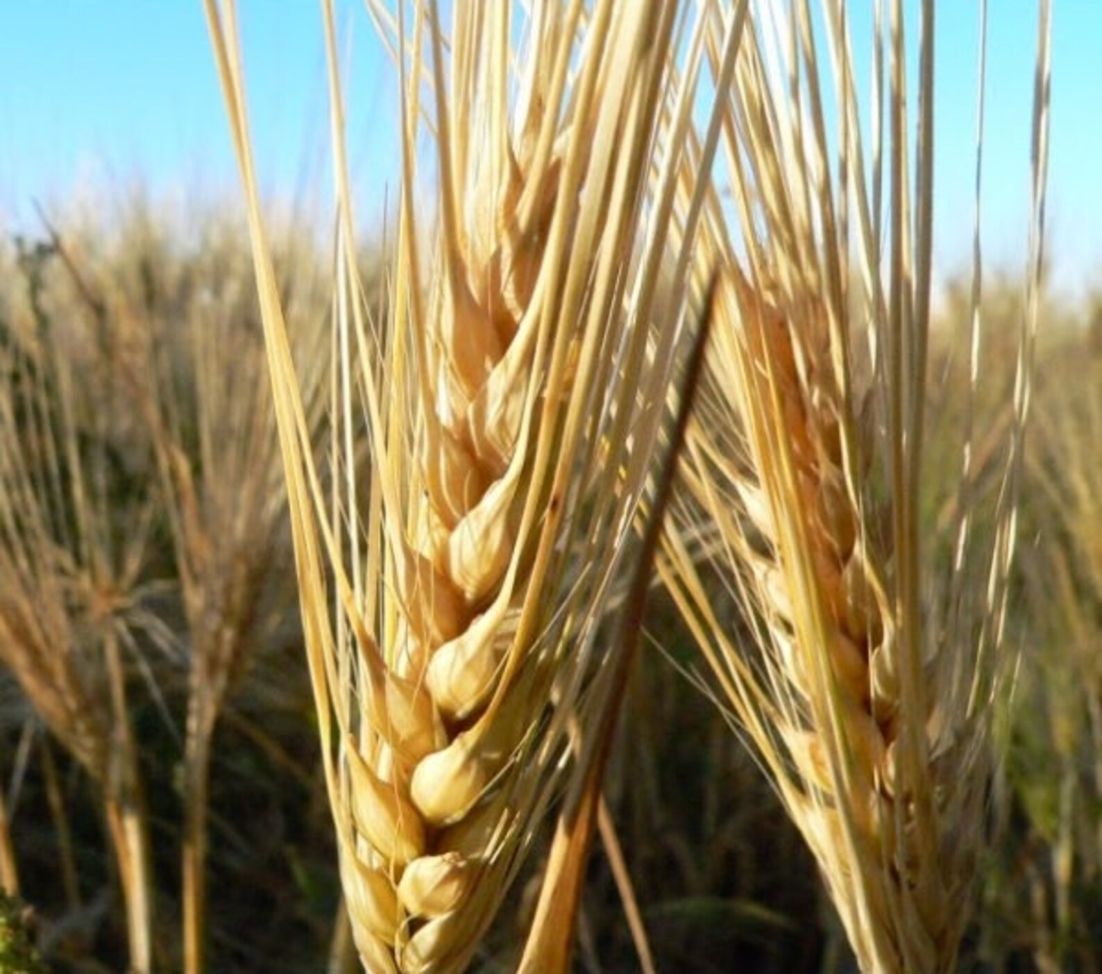 1kg-2.2lb-35.2oz Emmer farro Flour Ancient Grain From Where - Etsy