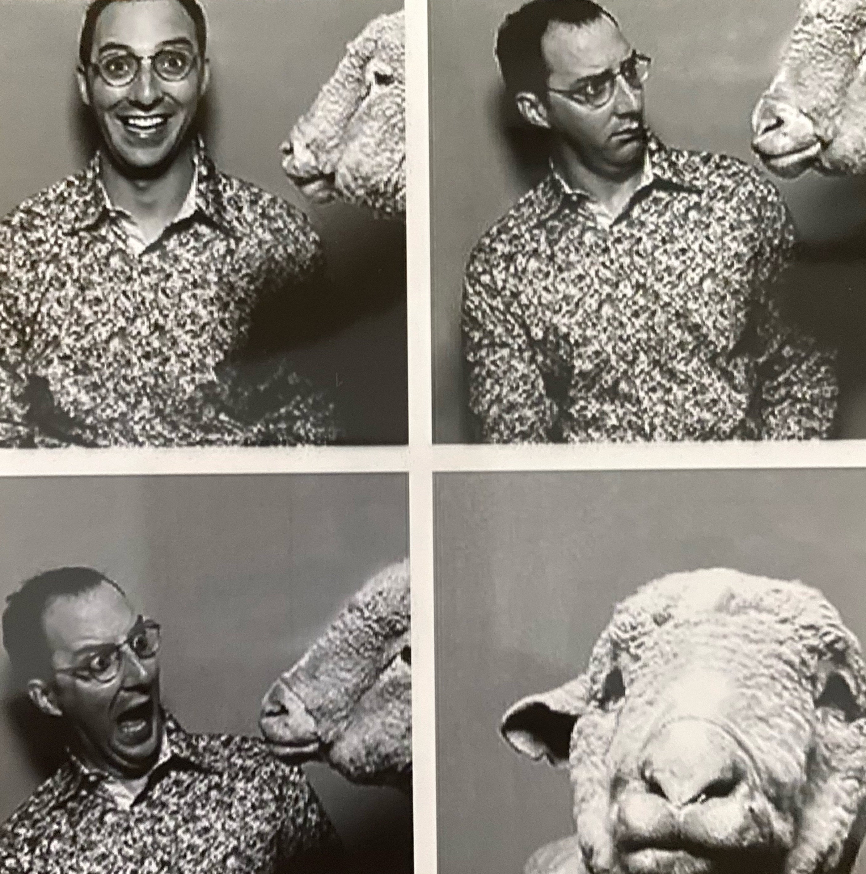 Arrested Development Buster Sheep