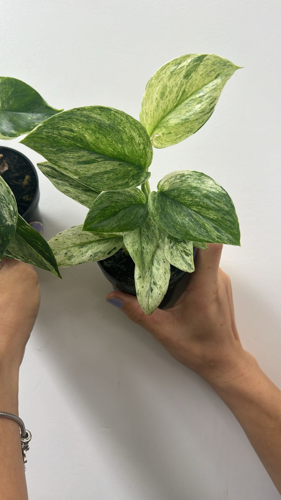 Scindapsus Marble 3 - Etsy