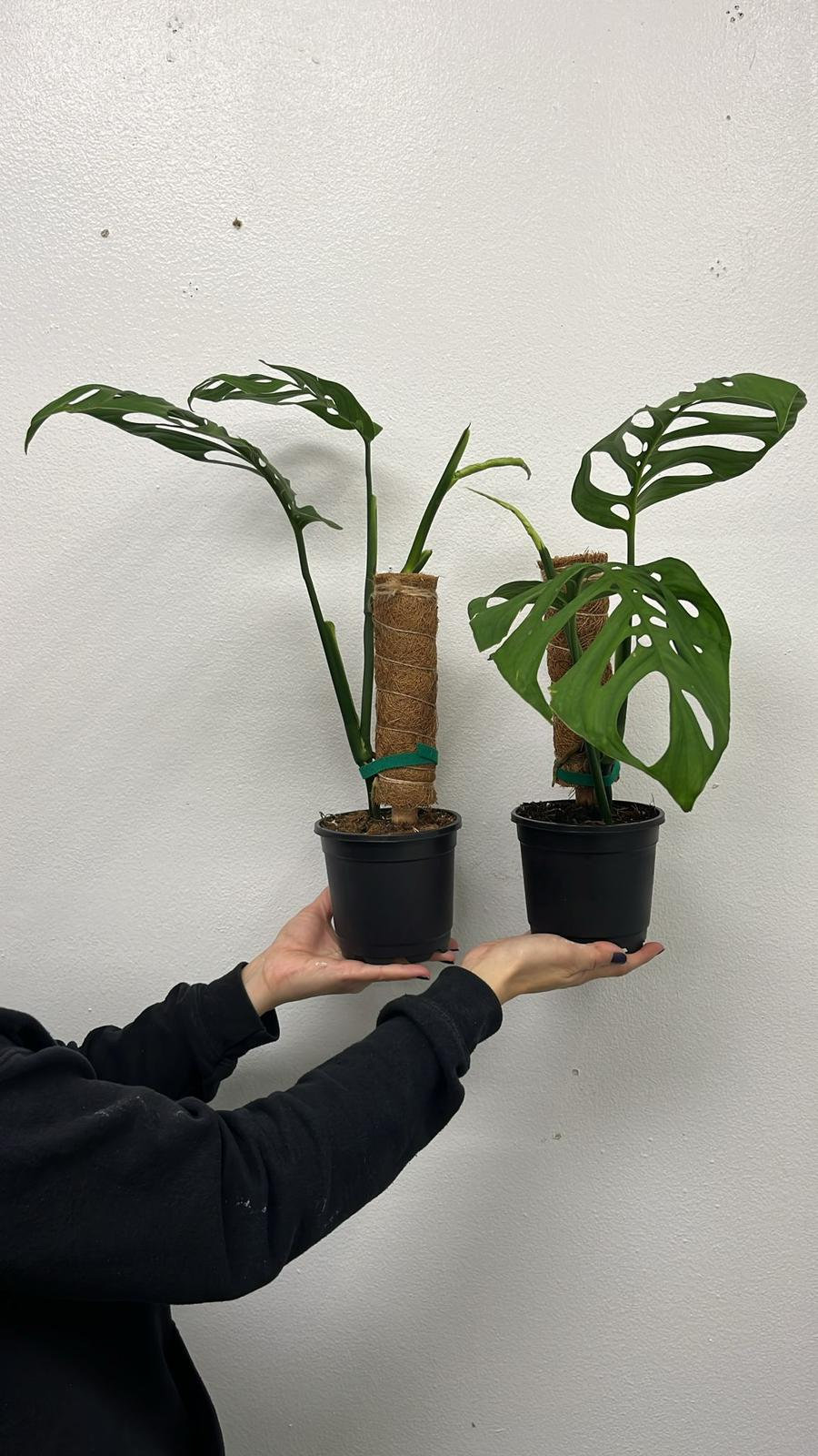 Monstera Esqueleto 6 - Etsy