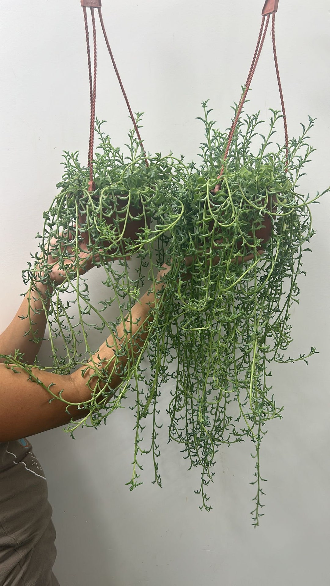 String of Dolphins 6 - Etsy