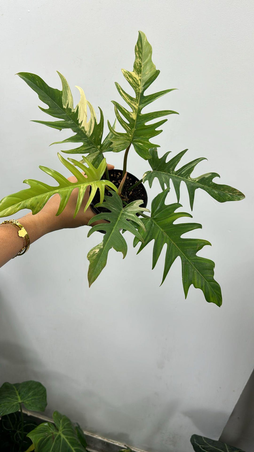 Philodendron Florida Tortum Variegated 4 - Etsy