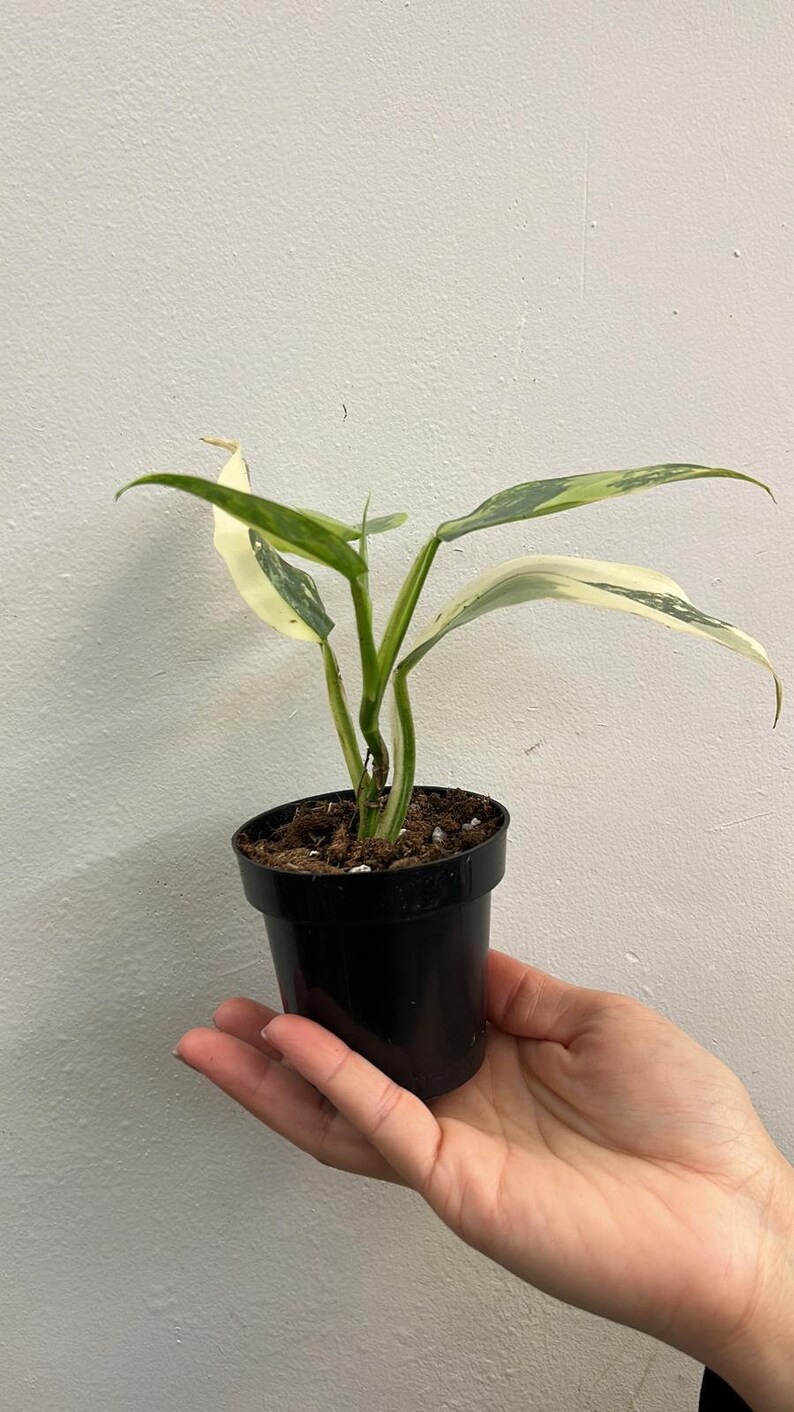 Philodendron Silver Sword Variegated 3 - Etsy