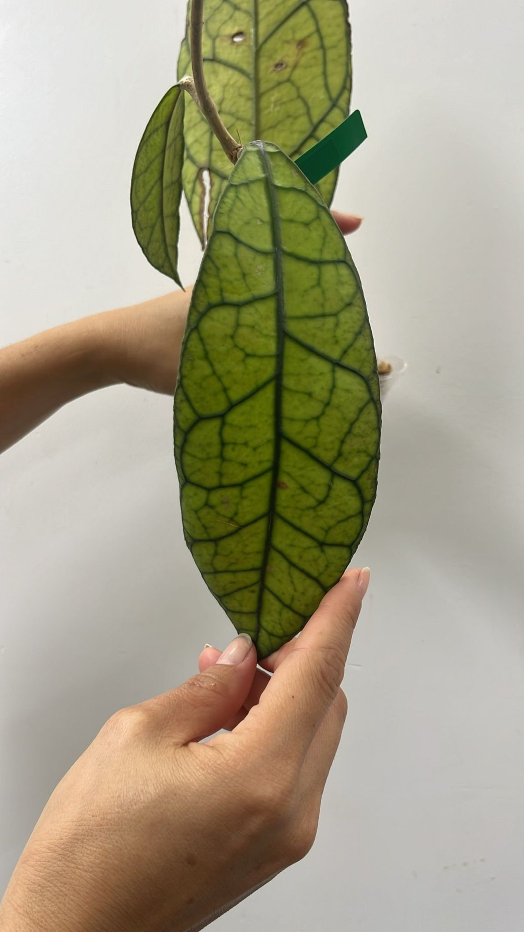 Hoya Clemensorium Borneo 3 - Etsy