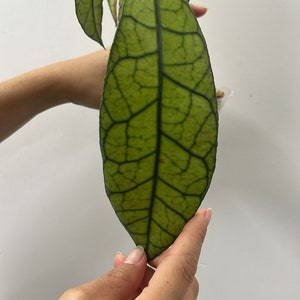 Hoya Clemensorium Borneo 3 - Etsy