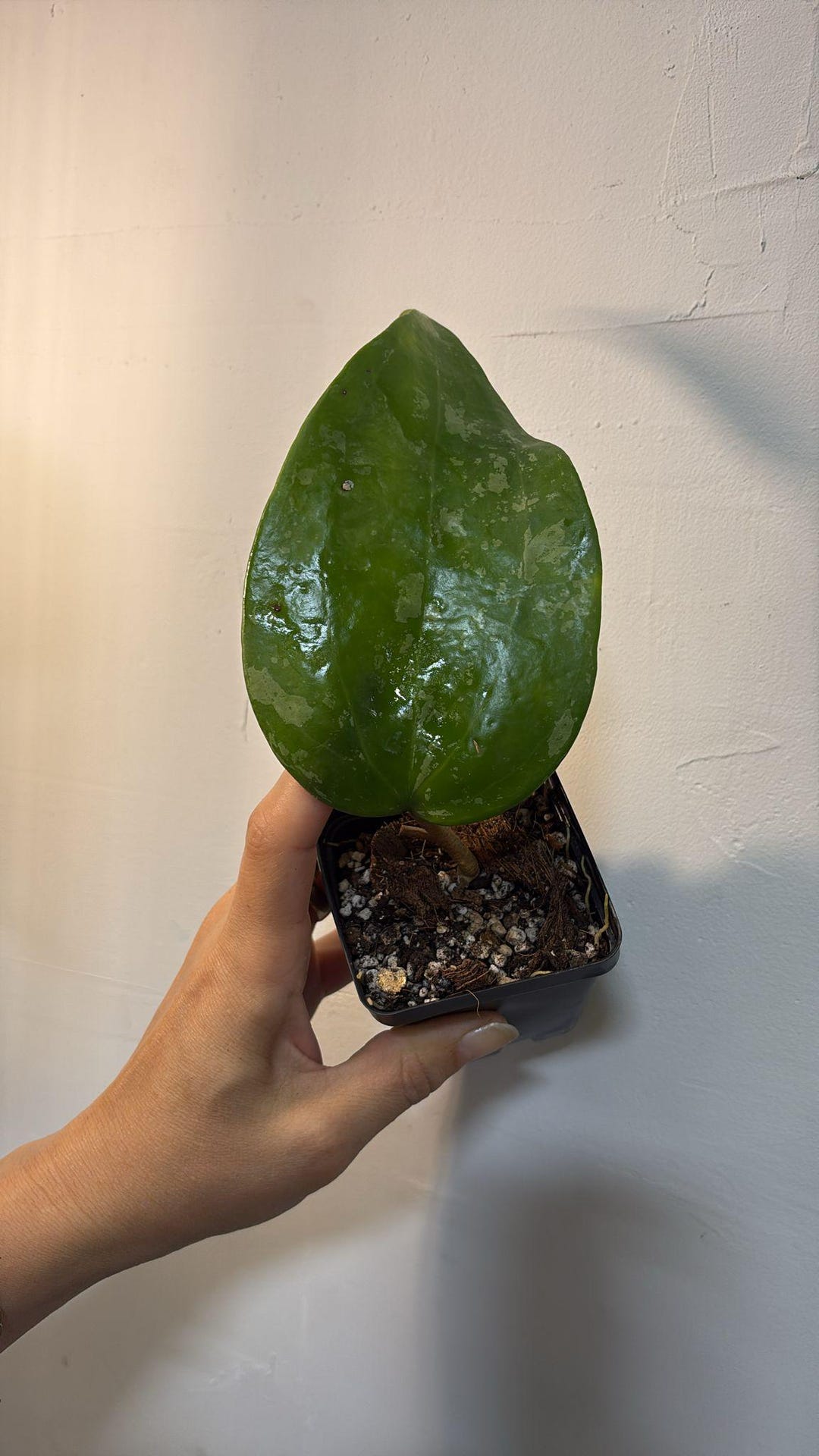 Hoya Macrophylla Splash 3” - Etsy