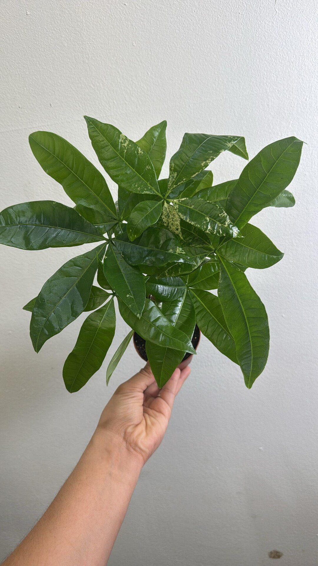 Money Tree Variegated 4” - Etsy