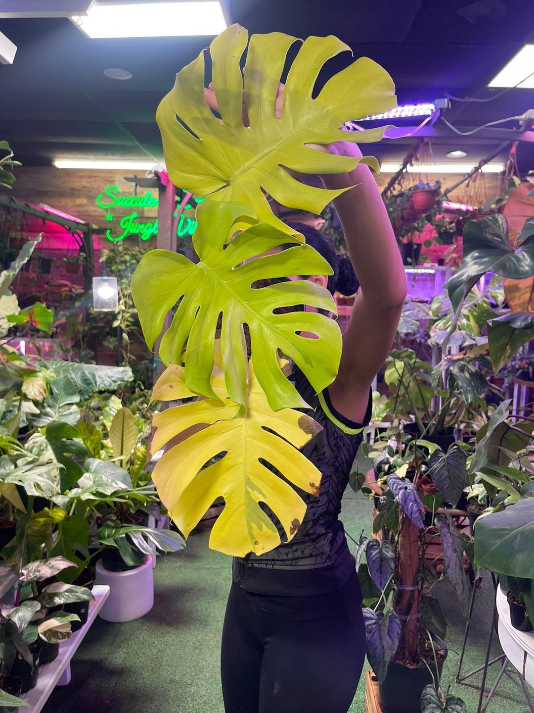 Monstera Lemon Lime 6 - Etsy