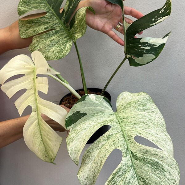 Monstera Mint - Etsy