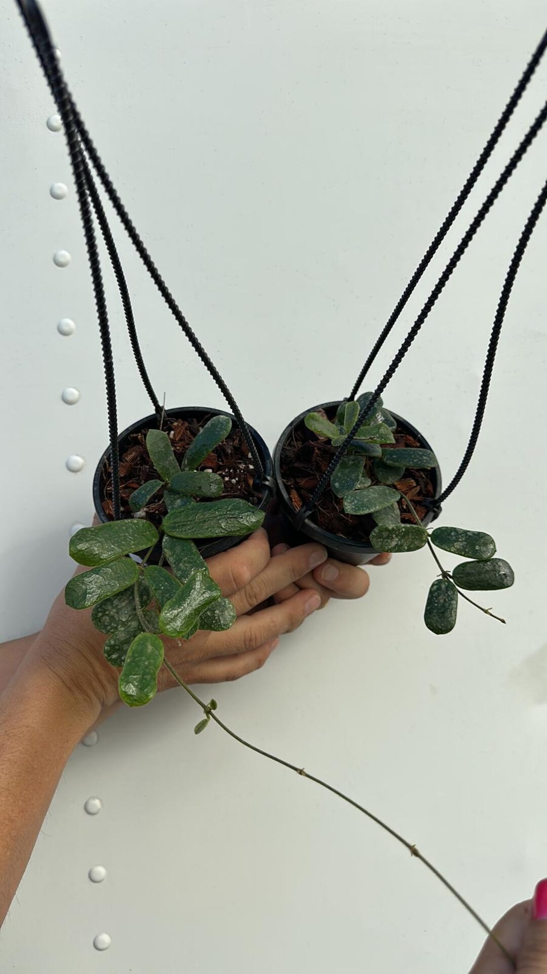 Hoya Rotundiflora 4 - Etsy