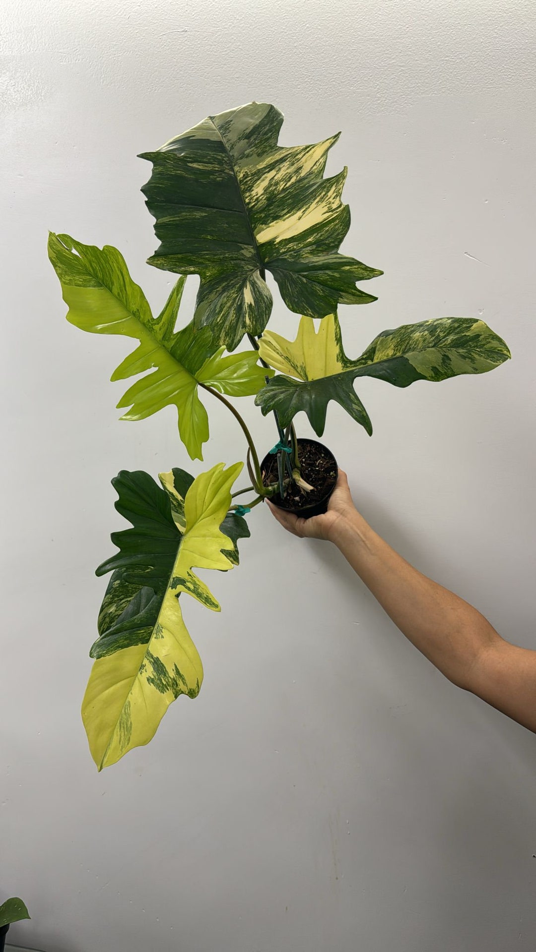 Philodendron Florida Beauty X Mayoi Variegated 4 - Etsy