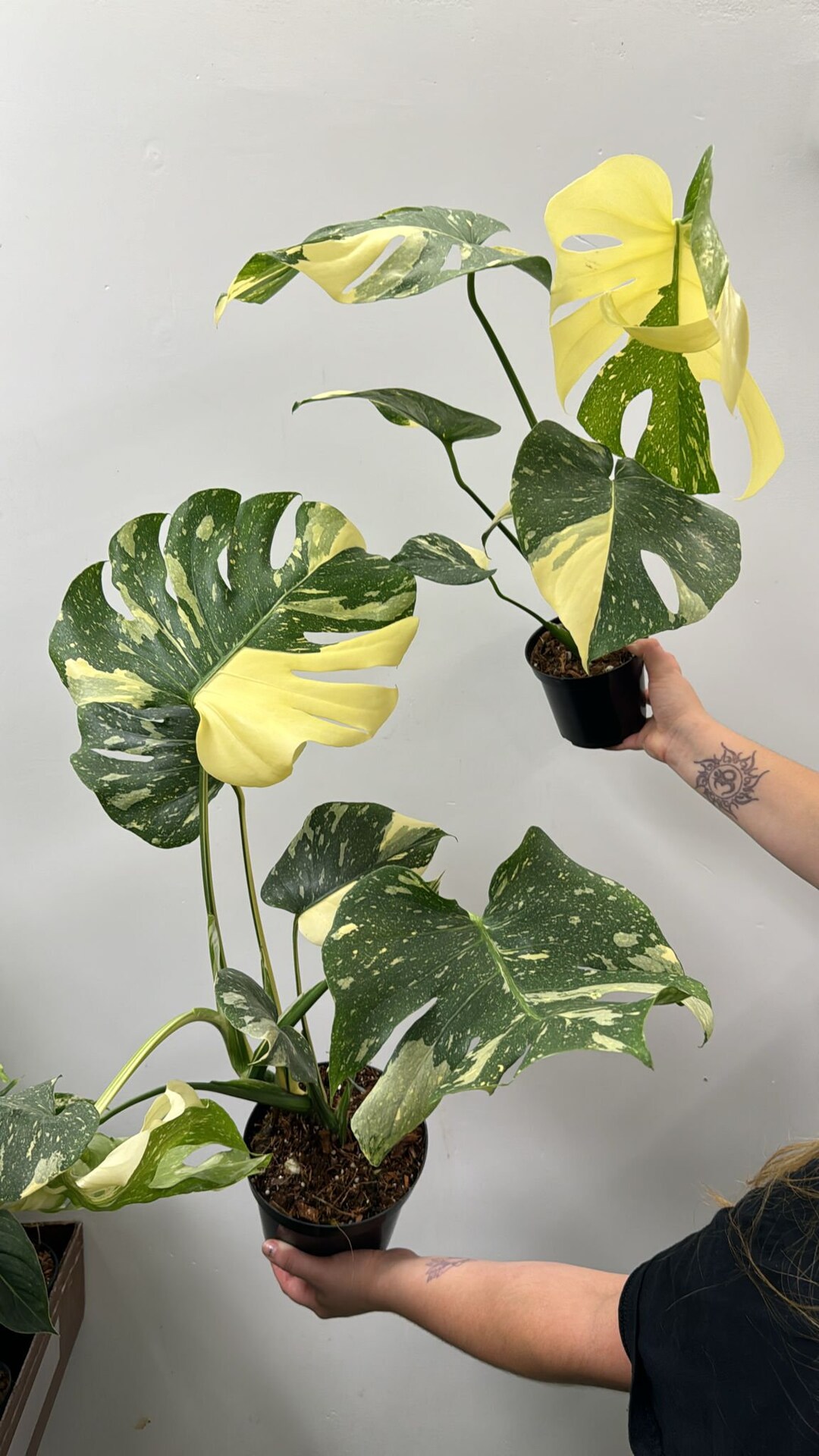 Monstera Thai Constellation High Variegation 6 - Etsy