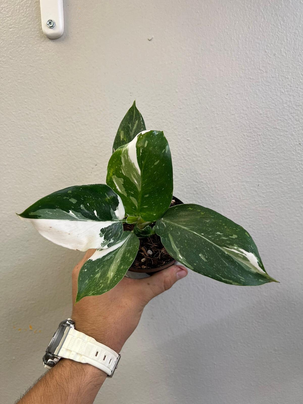 Philodendron alternans - T03PAL02 - craibas.al.gov.br