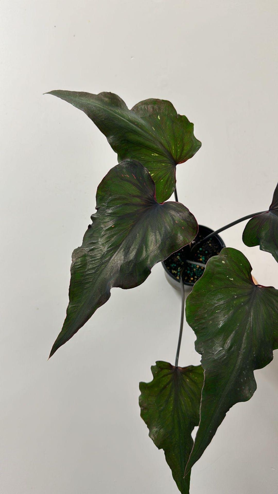 Caladium Sp Black 4 - Etsy