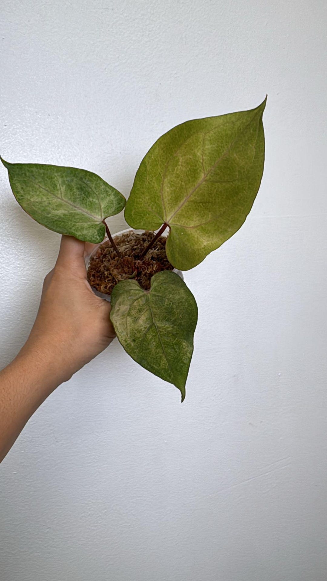 Anthurium Blue Papillilaminum Blue Variegated Mint 4” - Etsy